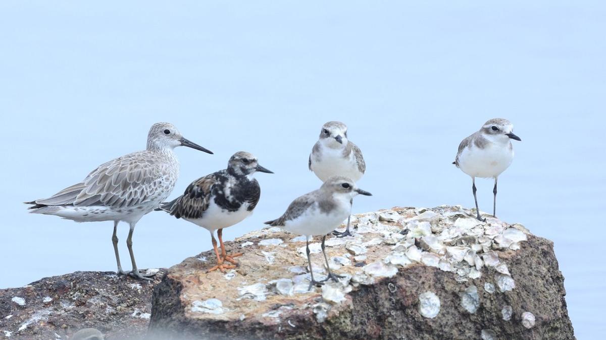 Nearly 50 migratory bird species arrive at Godavari estuary - The Hindu