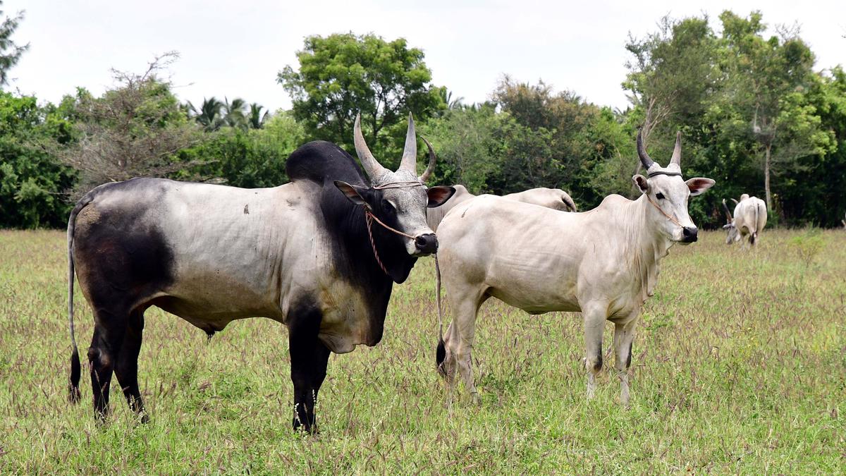 Kangayam cattle: freighted with history and pride of Kongu Nadu - The Hindu