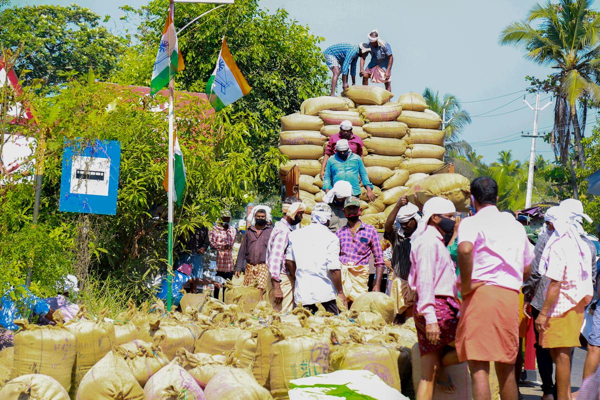 Paddy harvest begins in Kuttanad (with pic) - The Hindu