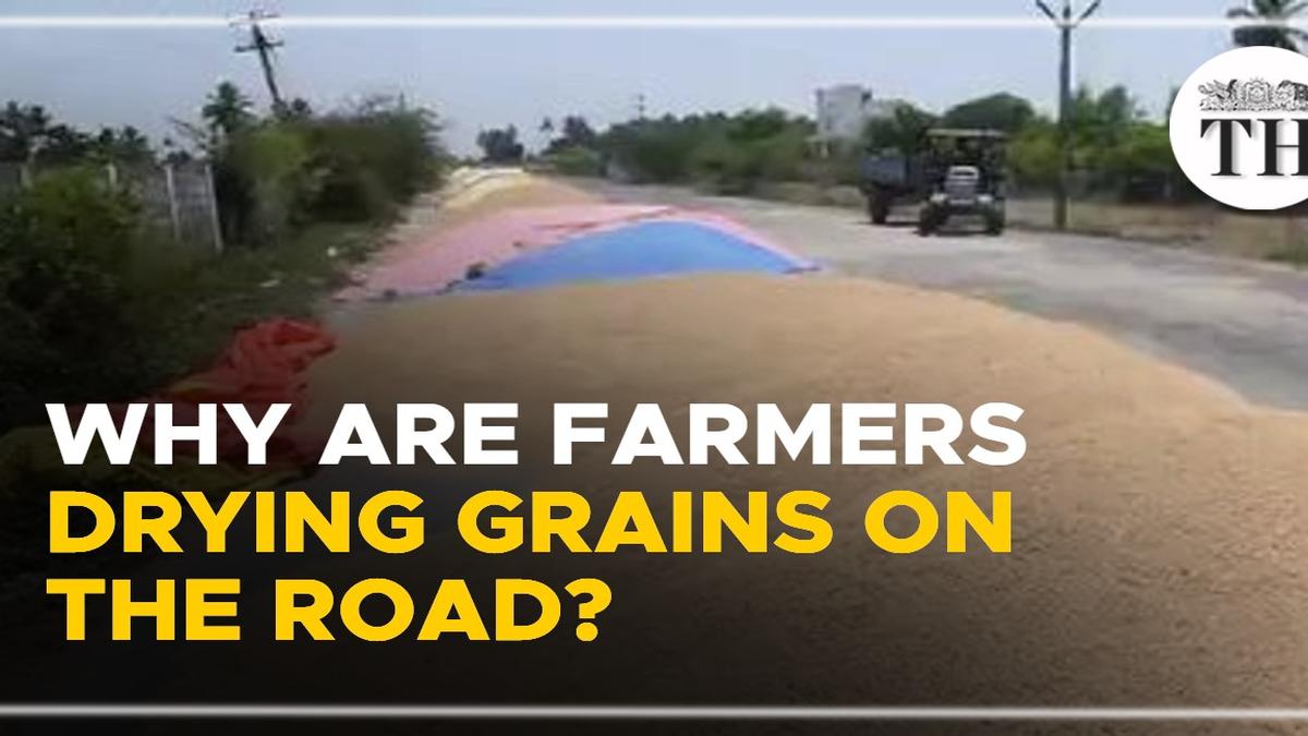 Watch | Why are farmers drying grains on the road? - The Hindu