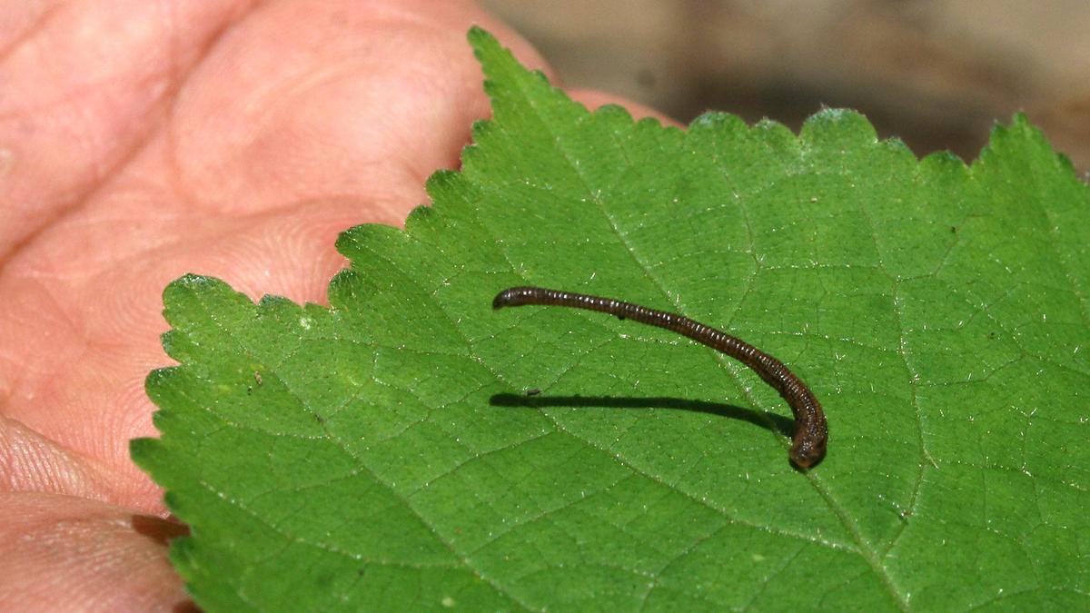 Where have the leeches gone? - The Hindu