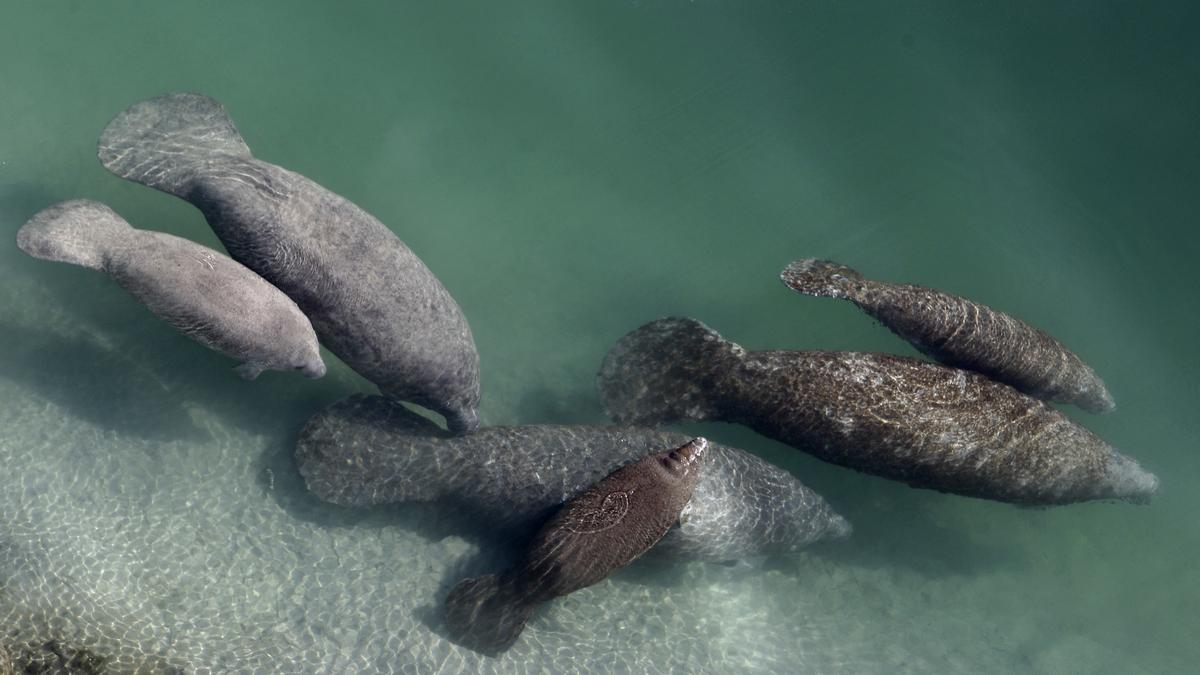 Florida manatee deaths drop but starvation still a concern - The Hindu