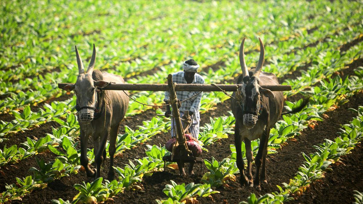 Tobacco Board offers interest-free loan to farmers who lost their crops ...