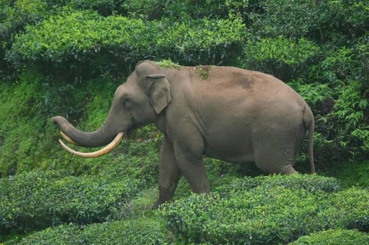 Padayappa steals the show at a drawing competition in Munnar - The Hindu