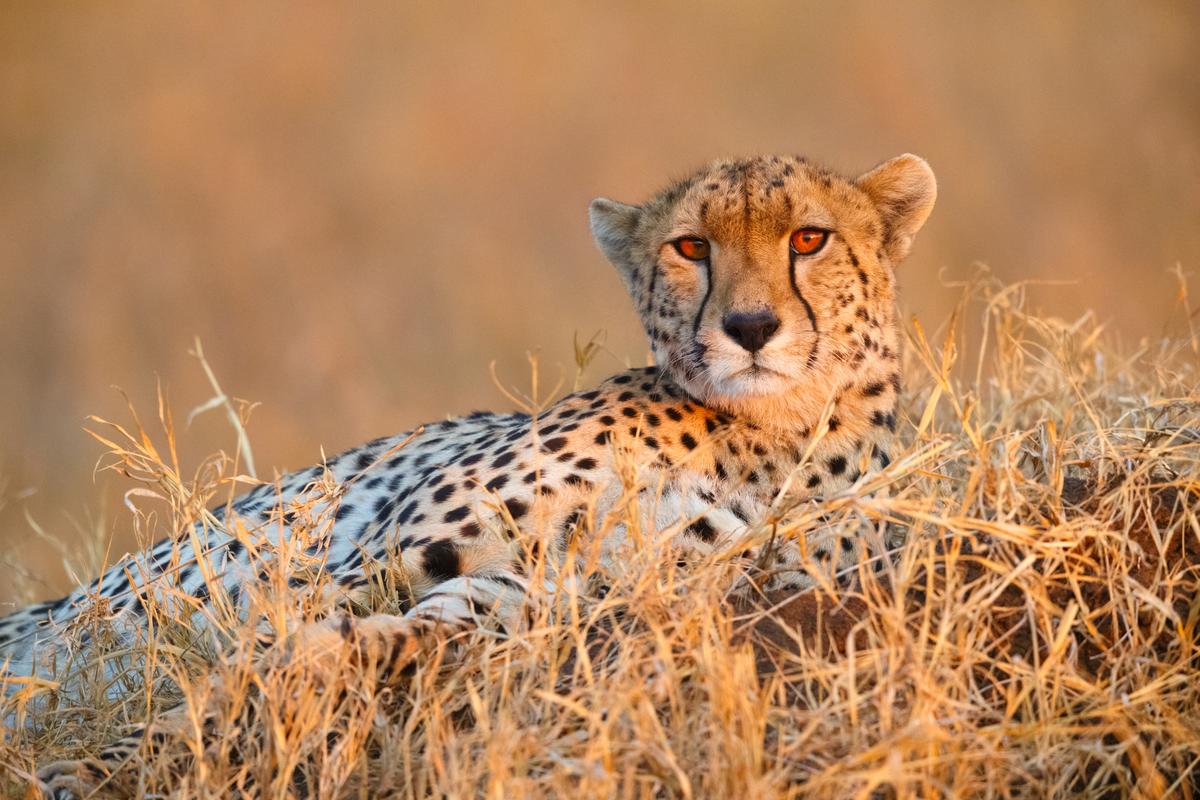 Review of Divyabhanusinh’s The Story of India’s Cheetahs: A spotted ...
