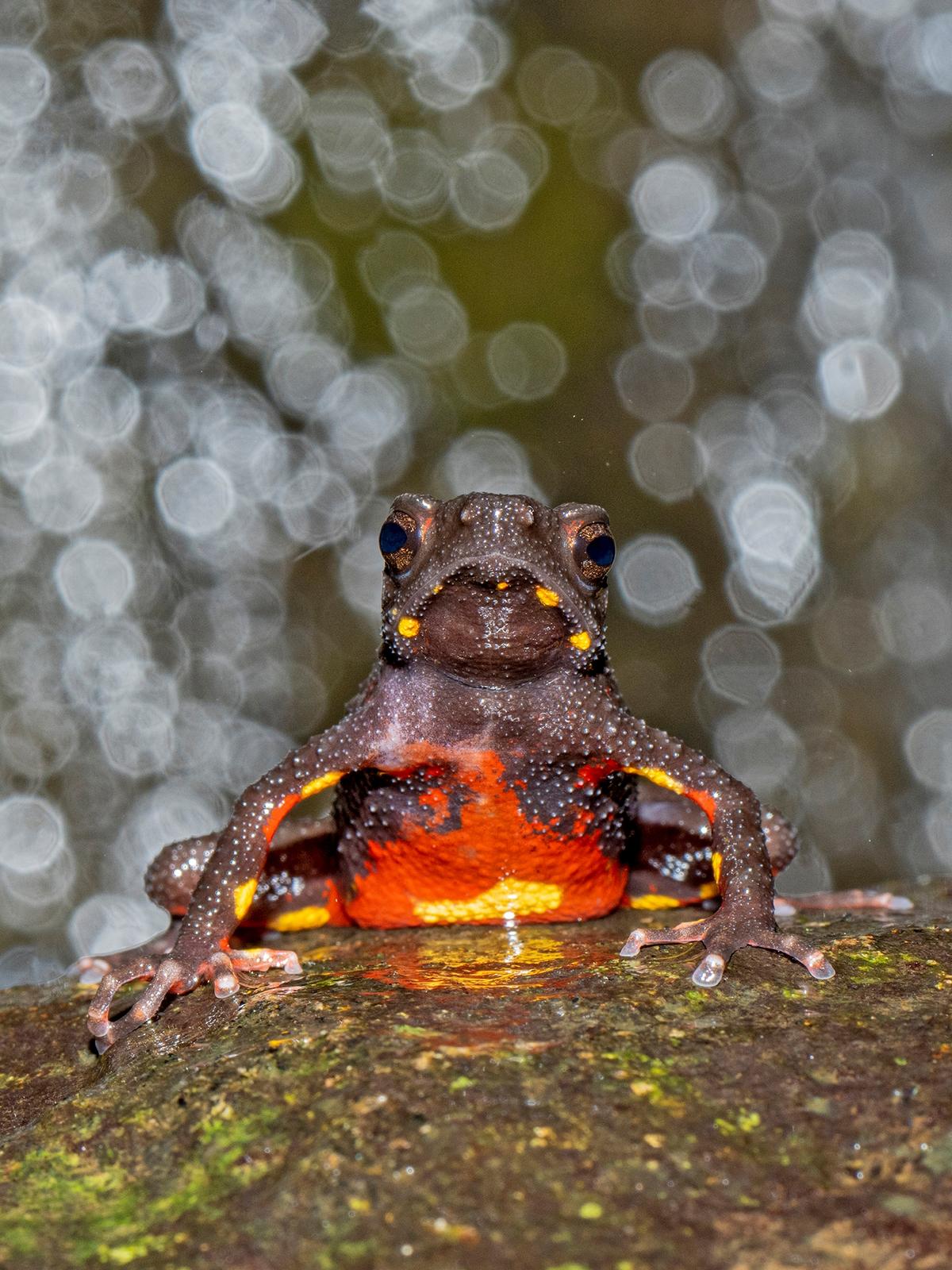 67 species of reptiles, 59 amphibians recorded in Wayanad forest survey ...