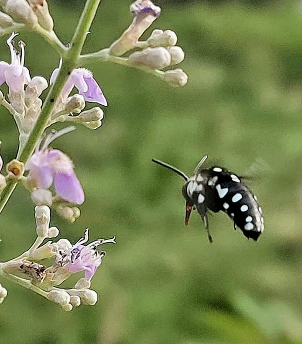 Hidden hotspots: spotlight on Adyar bund at Mugalivakkam - The Hindu