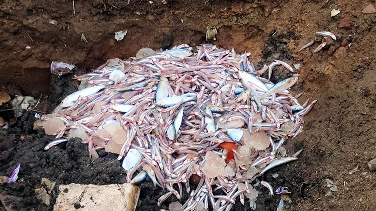 Safe-to-eat fish is still some distance away - The Hindu