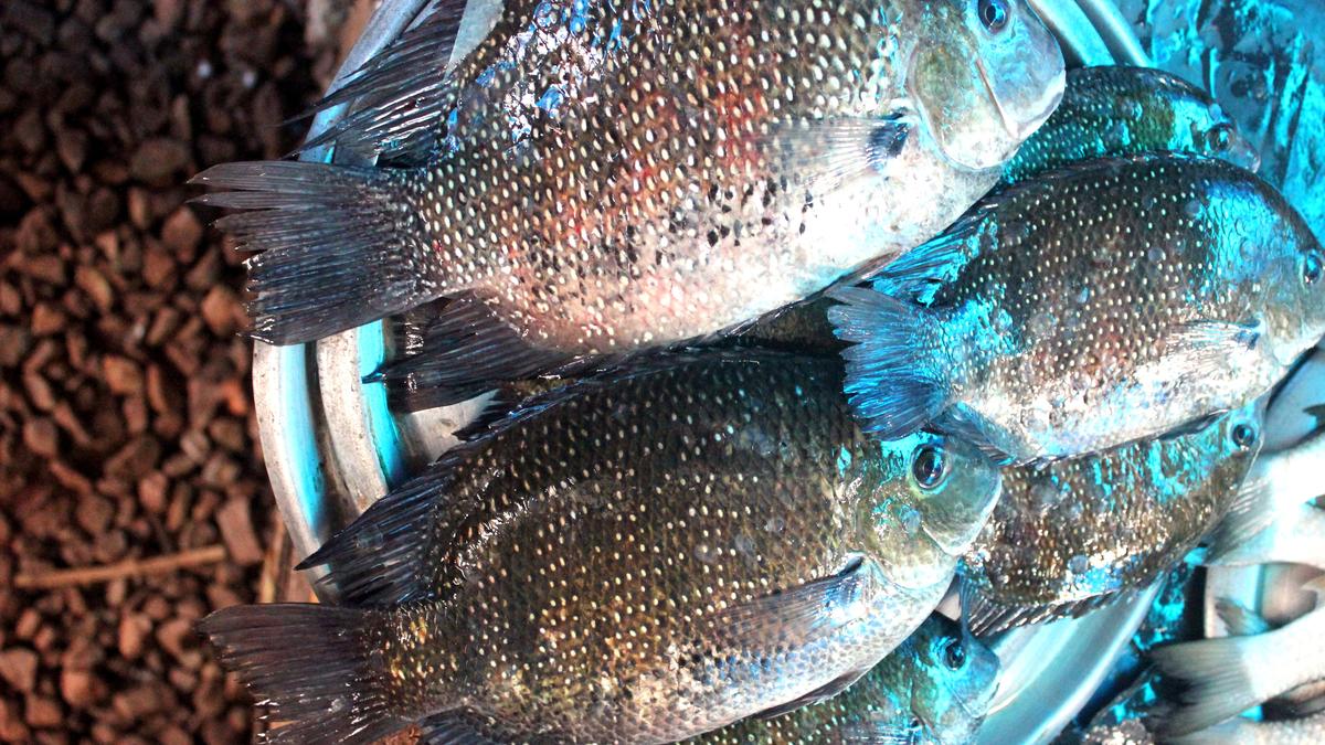 Charru hits pearl spot habitats - The Hindu