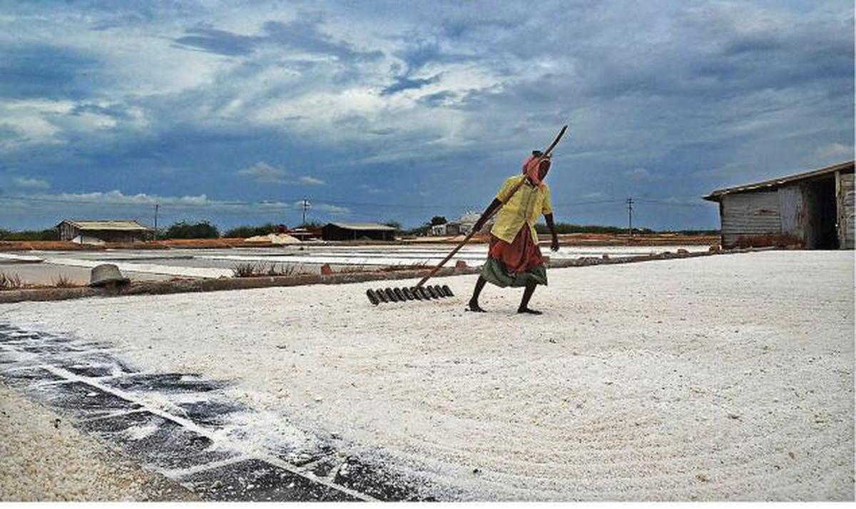 21aug_tvl_salt-_MA_2981889f.jpg - The Hindu