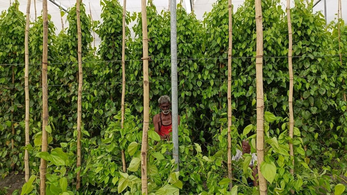 Dream of betel leaf farming comes true for this youngster in Yadgir ...