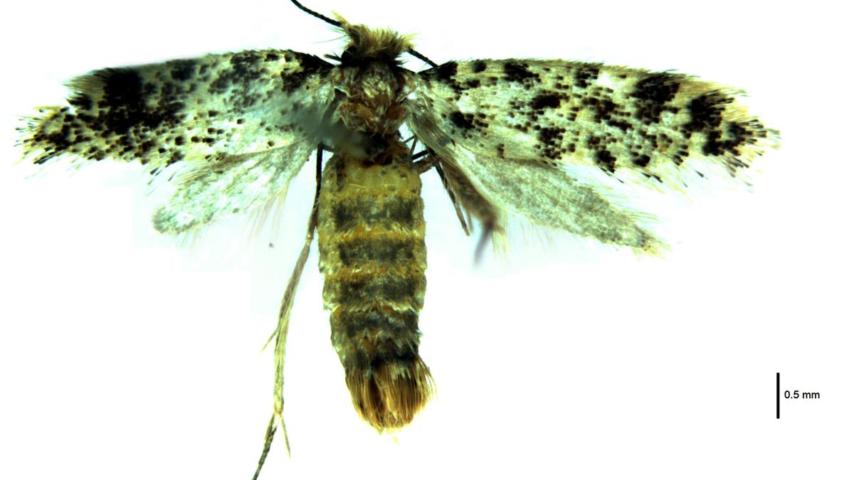 New species of bagworm moth named after St. Thomas College - The Hindu