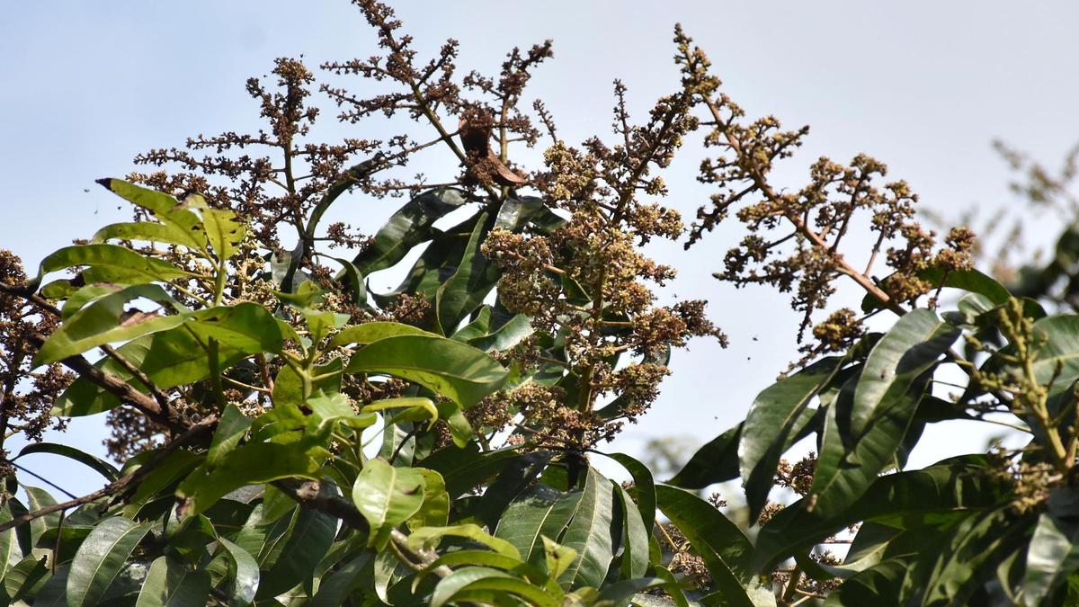 Mysuru’s mango belt remains unexpanded - The Hindu