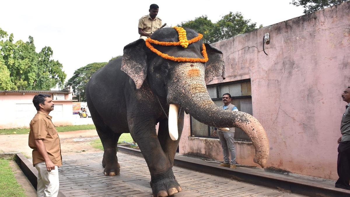 Dasara elephants weighed, tusker Arjuna heaviest of the lot - The Hindu