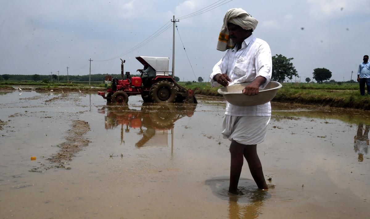 Direct seeding of rice offers hope and prosperity in Siddipet district ...
