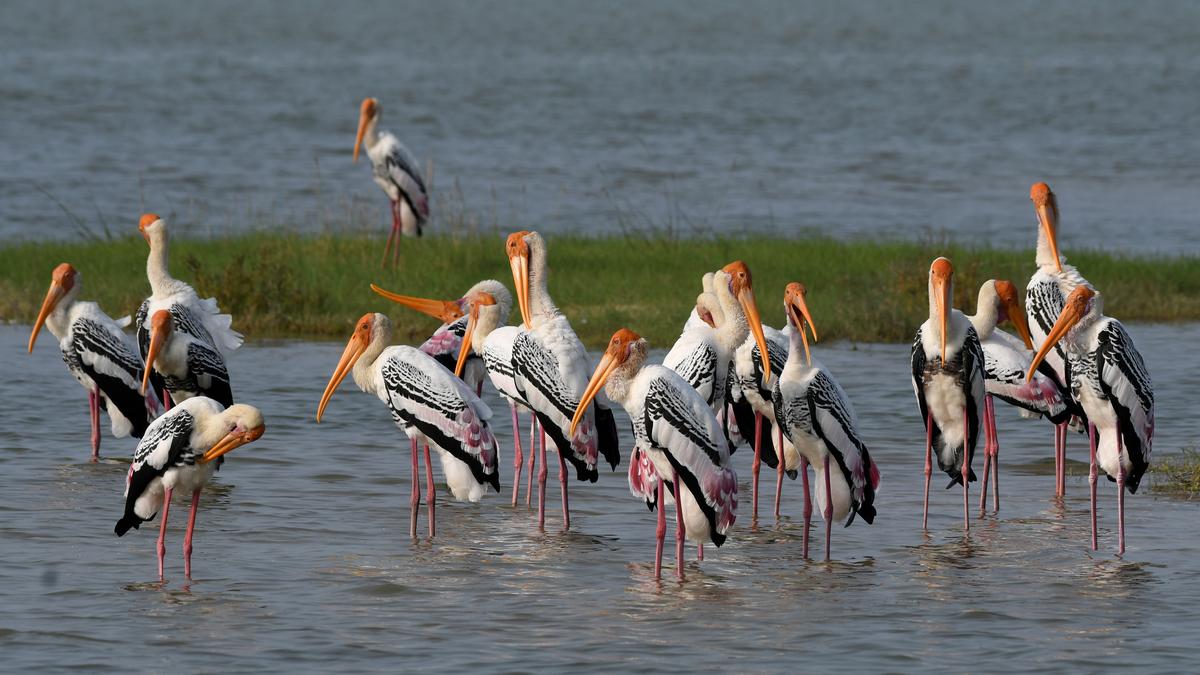 Naturalists call for better cataloguing of Chennai’s biodiversity - The ...
