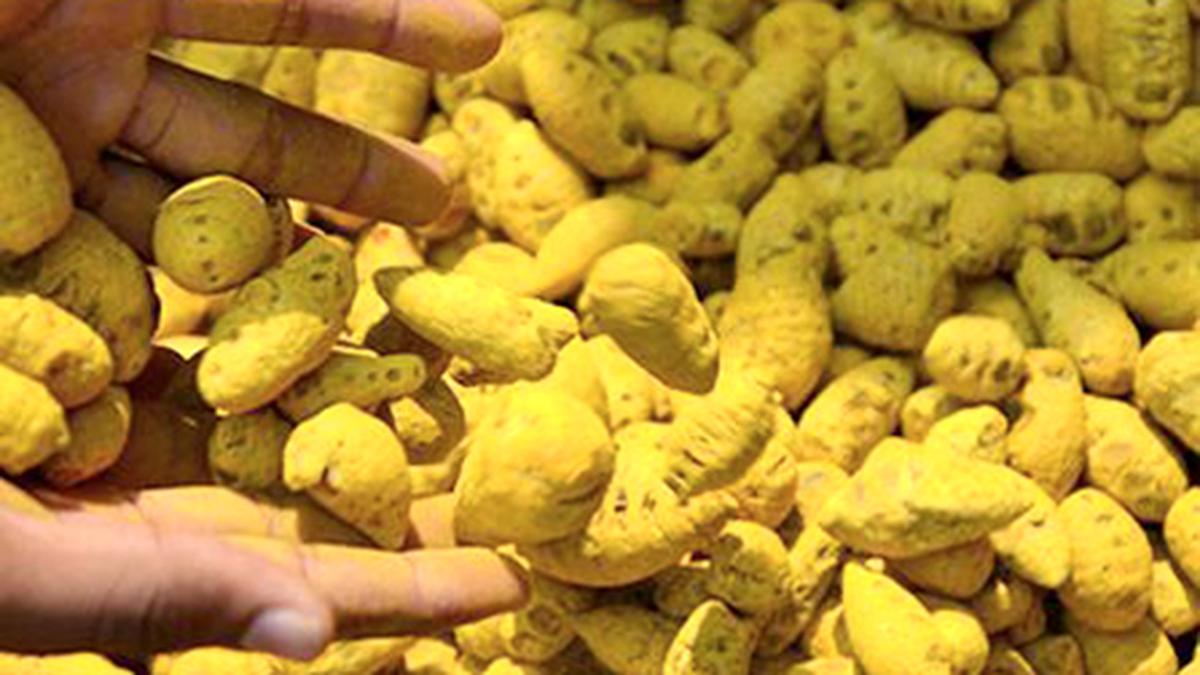 Turmeric price hovers around ₹14,600 a quintal in Erode markets - The Hindu