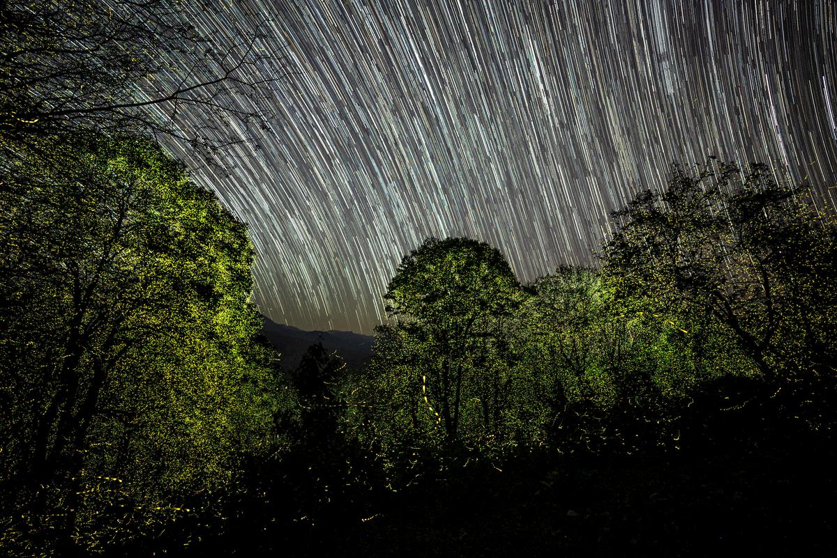 Synchronous lighting by mega congregation of fireflies recorded in ...