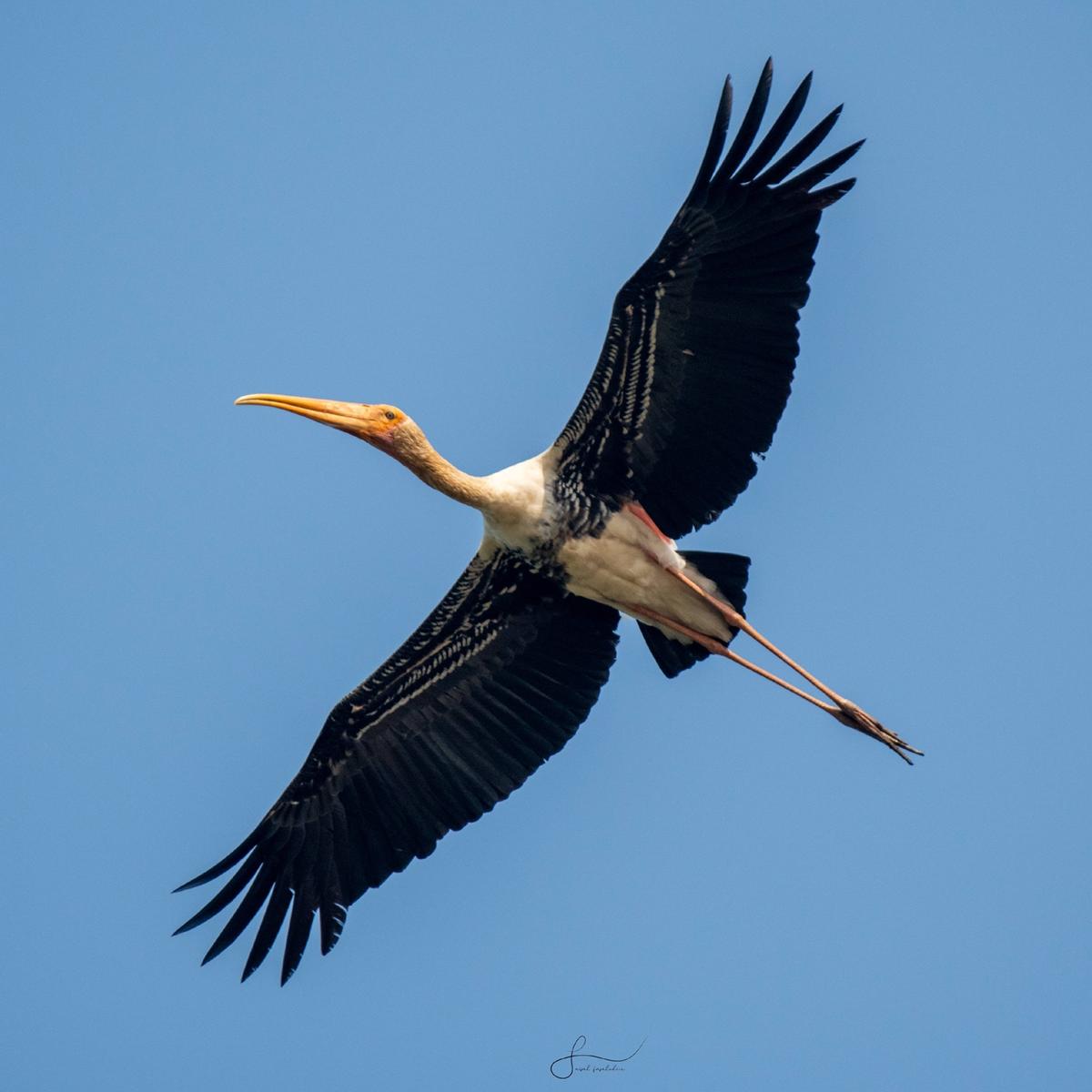Asian Waterbird Census records 11,470 birds of 83 species in Kollam ...