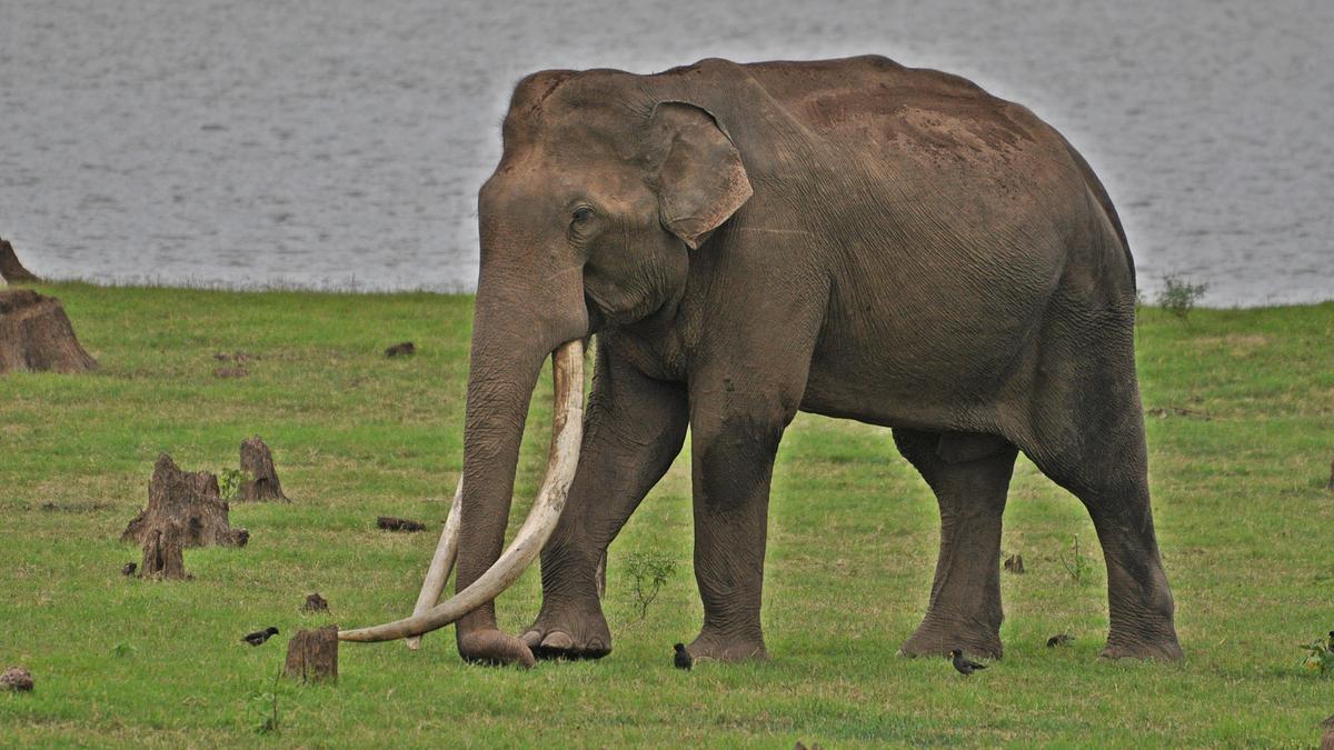 Bhogeshwara, ‘gentle giant’ of Kabini no more - The Hindu