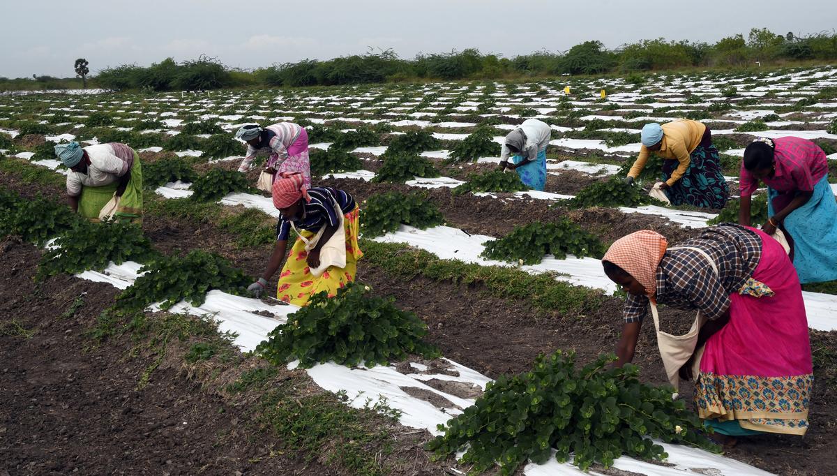 Behind India’s only caper farm - The Hindu