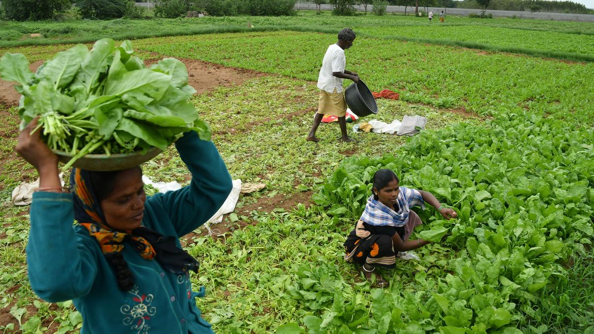 ICRISAT’s World Vegetable Centre helping farmers in crop ...