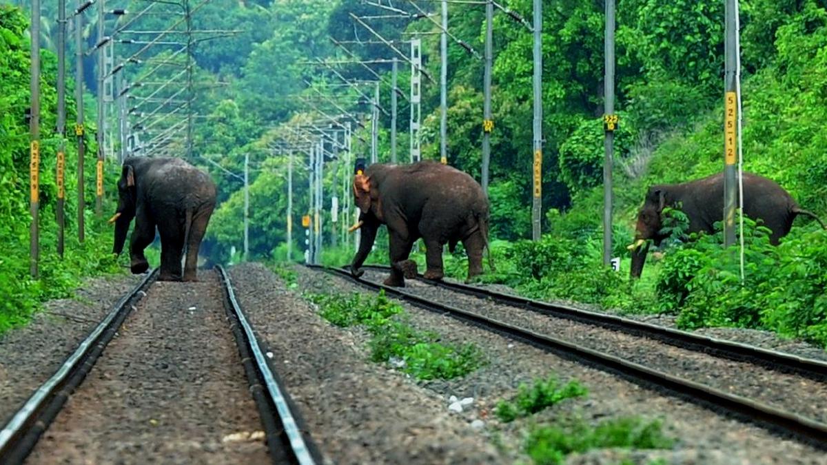 Speed restriction due to elephant presence causes bunching up of trains ...