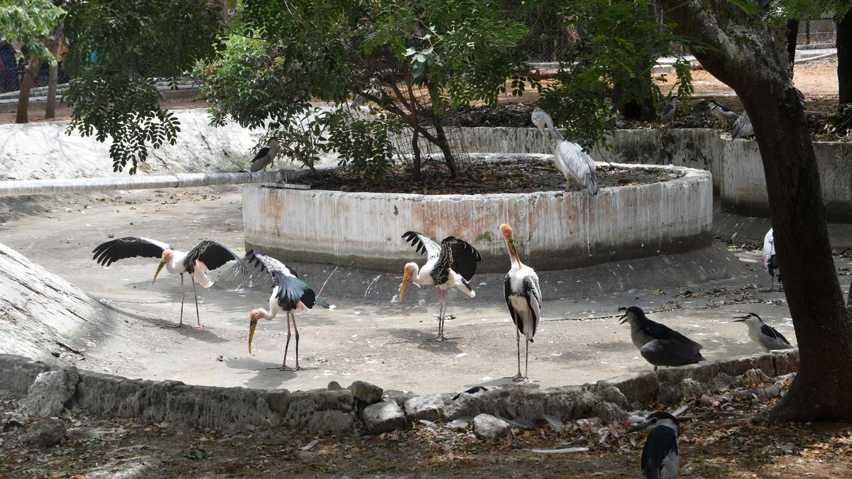 Guindy National Park to be remodelled - The Hindu