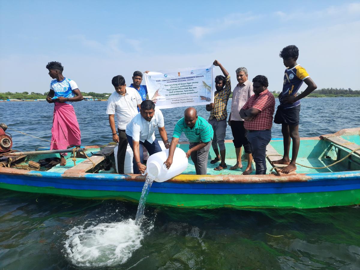 Sea ranching of green tiger shrimp in Palk Bay - The Hindu