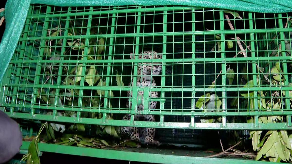 Kerala Forest Department captures leopard from farm in Kasaragod ...