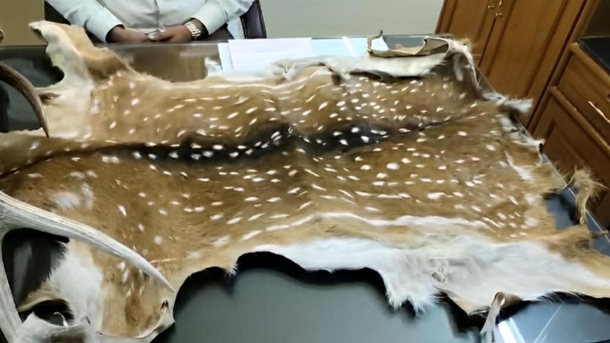 Four held for poaching spotted deer in Nallamala forests of Andhra ...