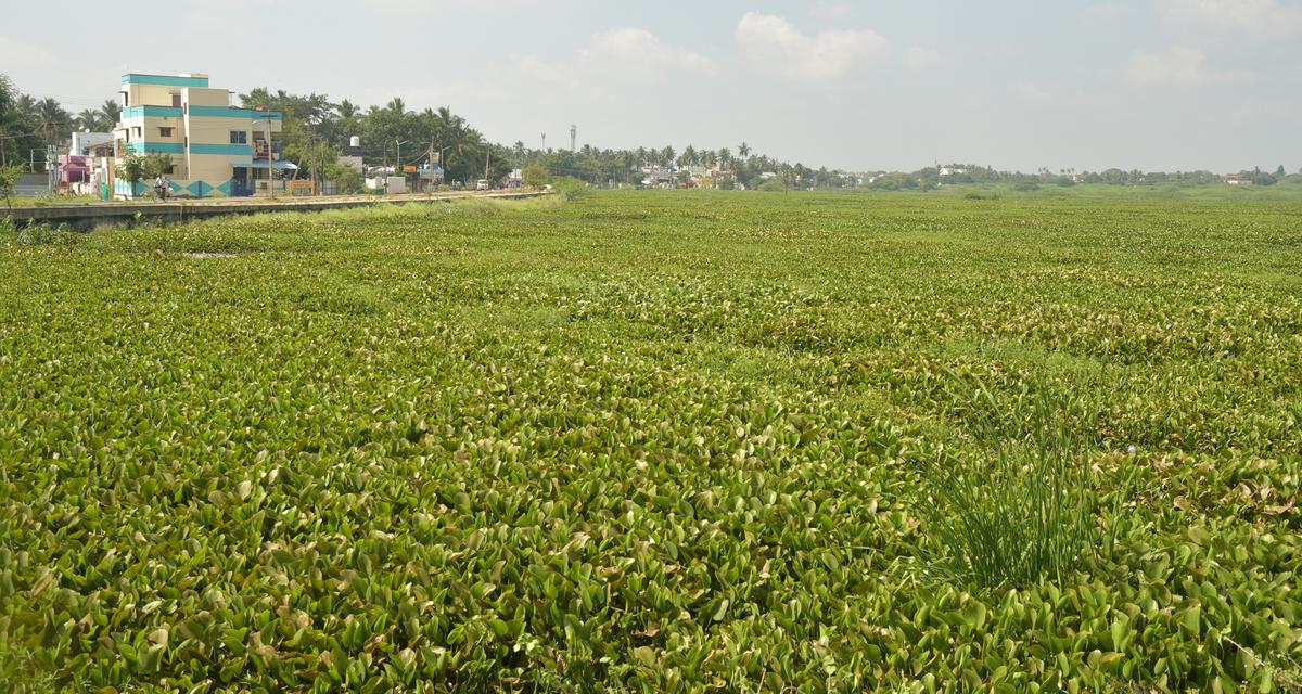 Mavadi Kulam, a water body in Tiruchi, lies in utter neglect - The Hindu