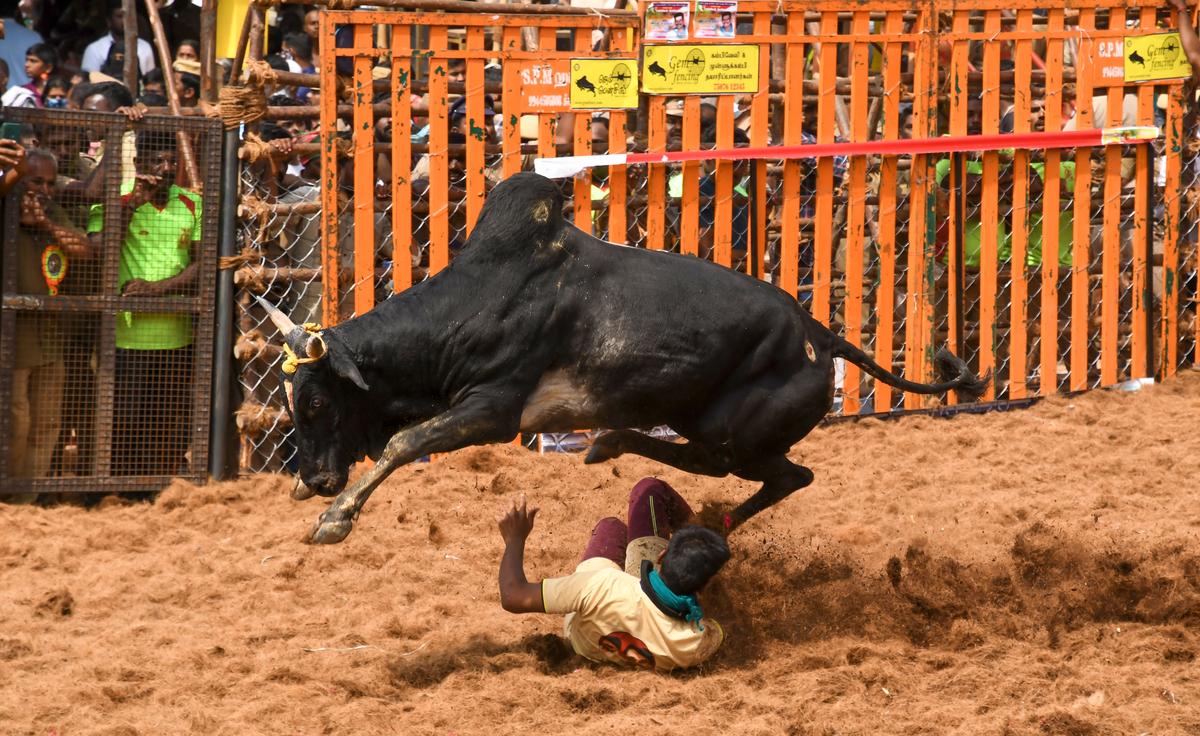 In Pictures | In pursuit of raging jallikattu bulls - The Hindu