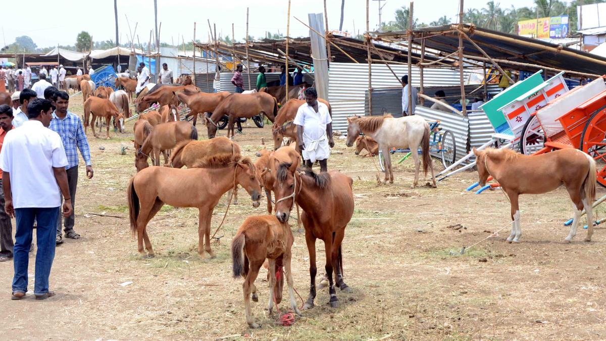 Two centuries on the trot, Anthiyur saddles up for horse fair yet again ...