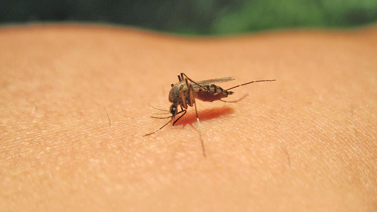 Rise in Japanese encephalitis cases prompts T.N. to expand vaccination ...