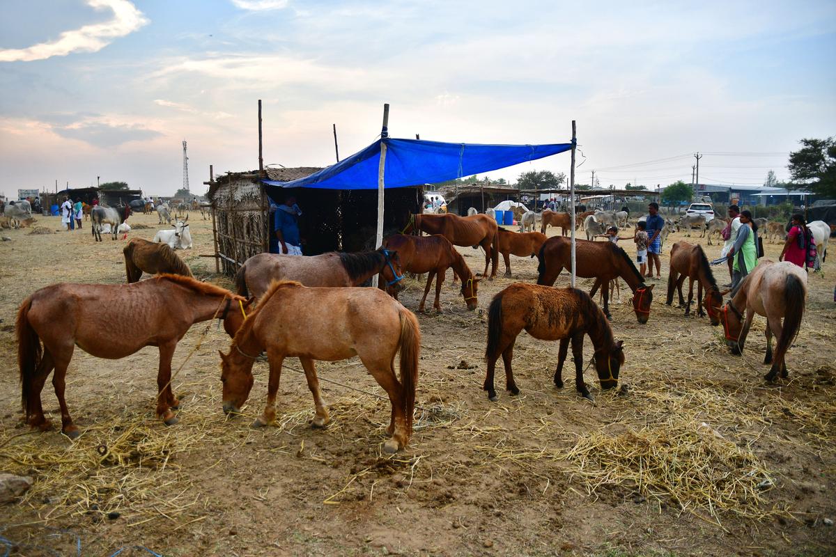 A day at the famed Kannapuram cattle fair near Kangeyam, a hub for pure ...