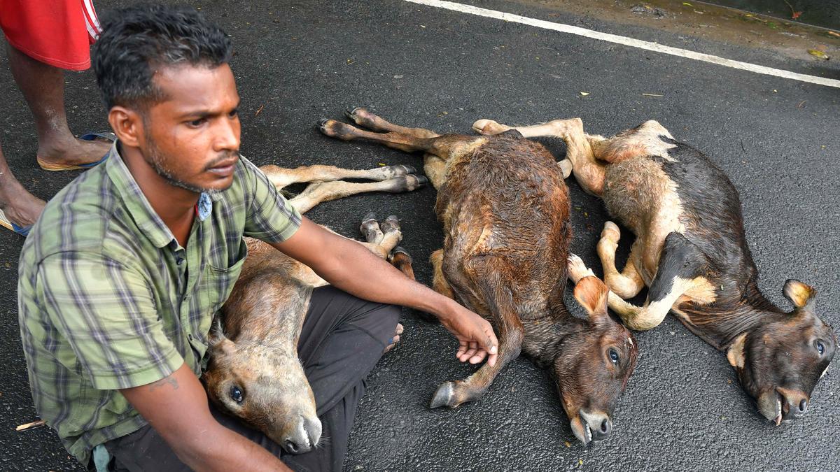Tamil Nadu government announces compensation for death of livestock due ...