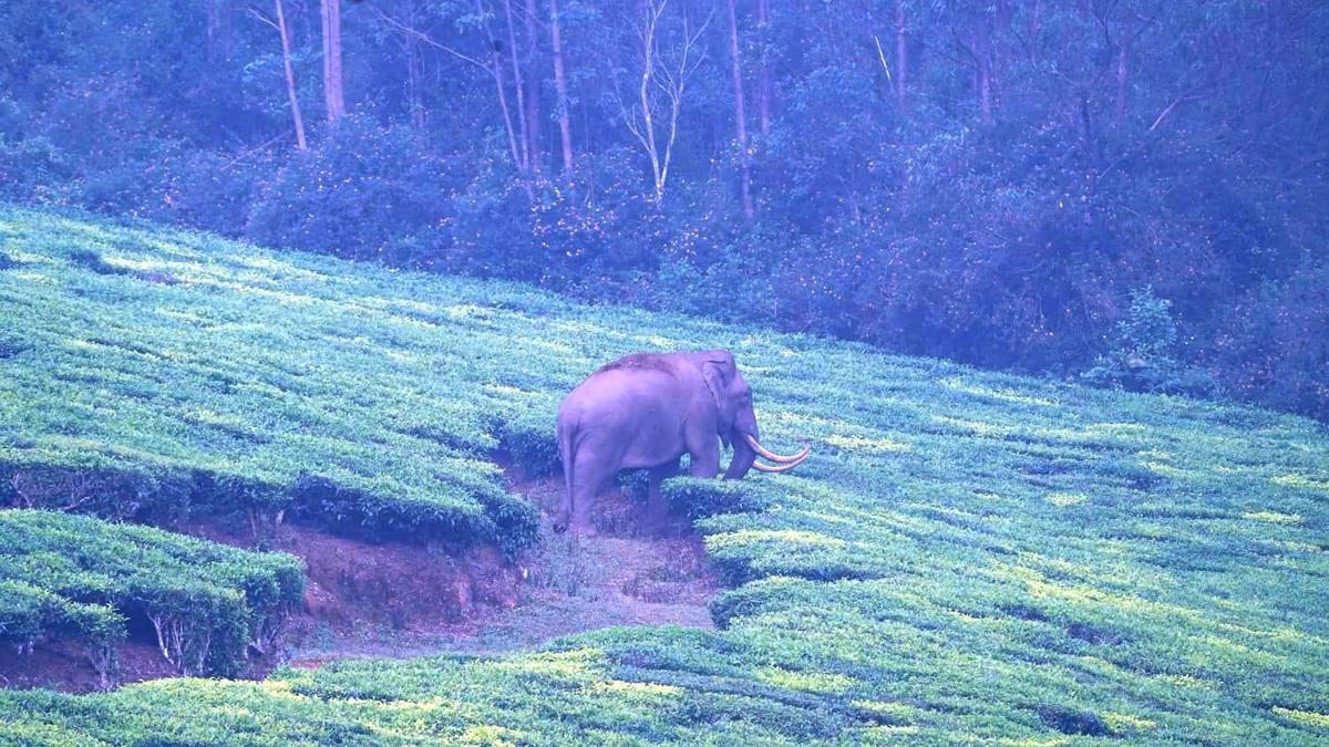 Forest department forms special team to monitor wild tusker Padayappa ...