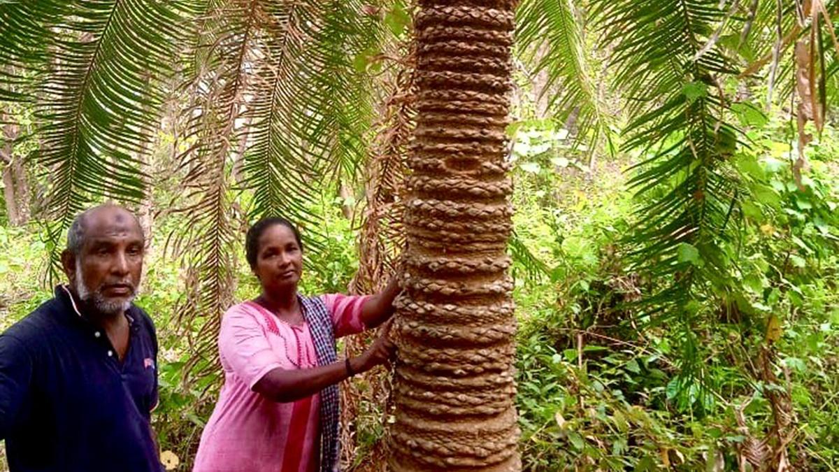 Rare tree fights a losing battle in north Kerala - The Hindu
