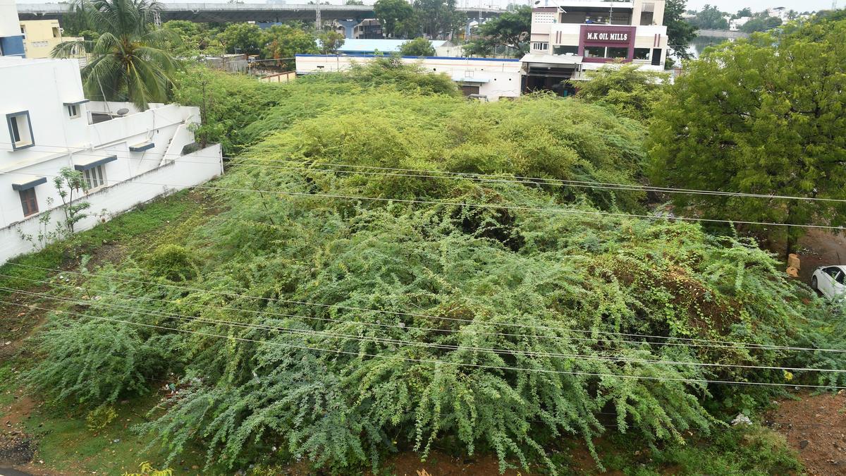 Residents want civic body to complete UGD work, remove seemai karuvelam ...