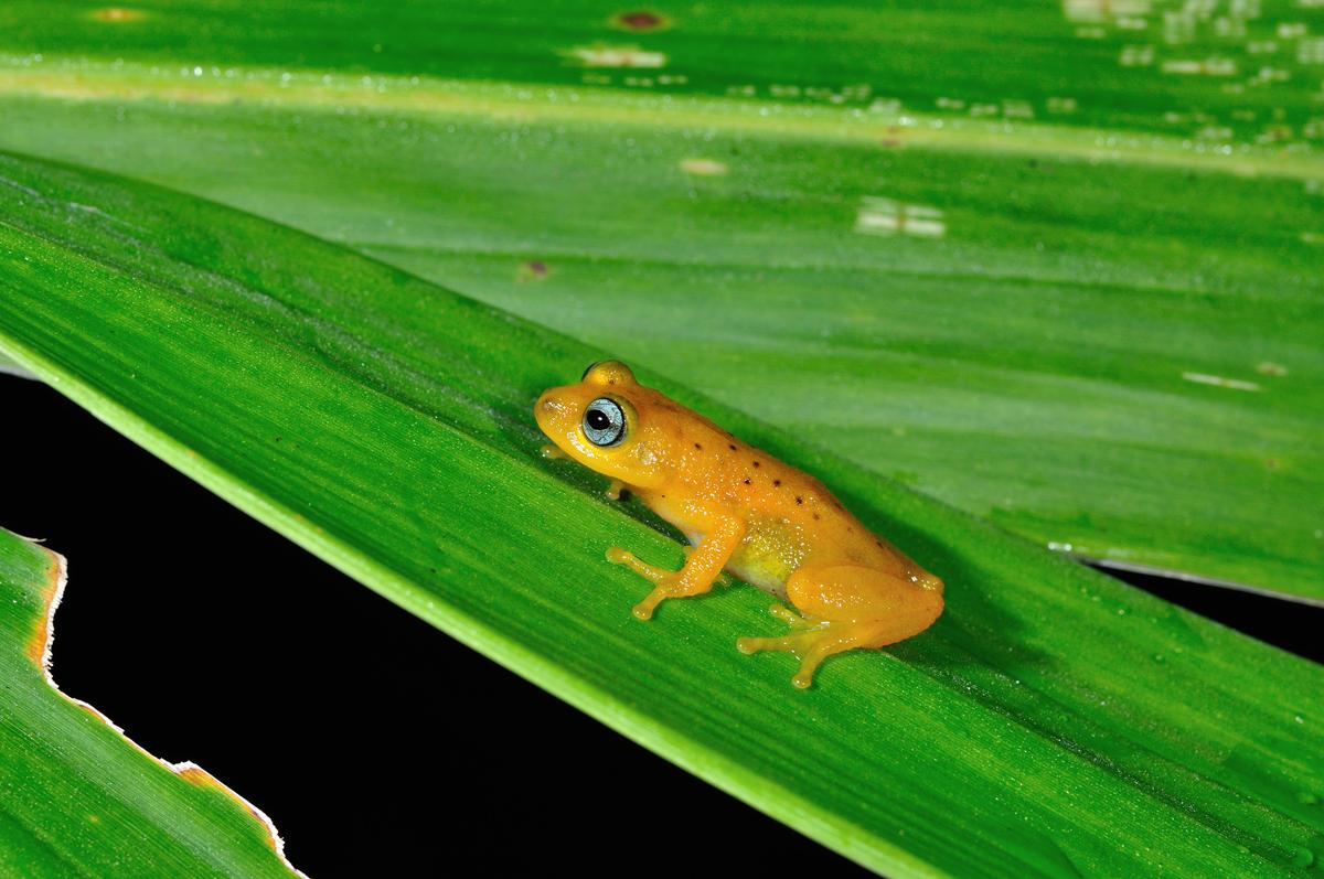 Scores of amphibians have been recently discovered; but they are the ...
