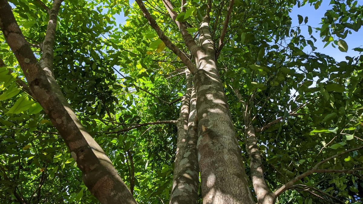 The tree that gave Agartala its name - The Hindu