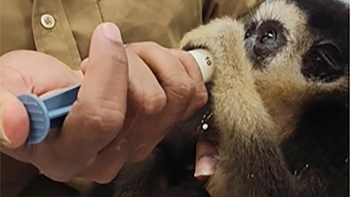 Customs officials arrest mule trying to smuggle three gibbons in check ...