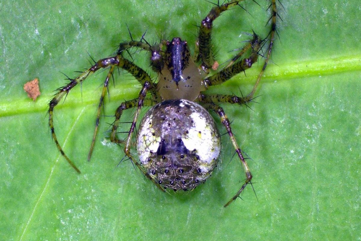 Survey in Idukki sanctuary reports first record of spider species ...