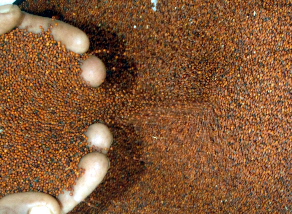 Ragi, paddy procurement under MSP to start soon in Mysuru - The Hindu