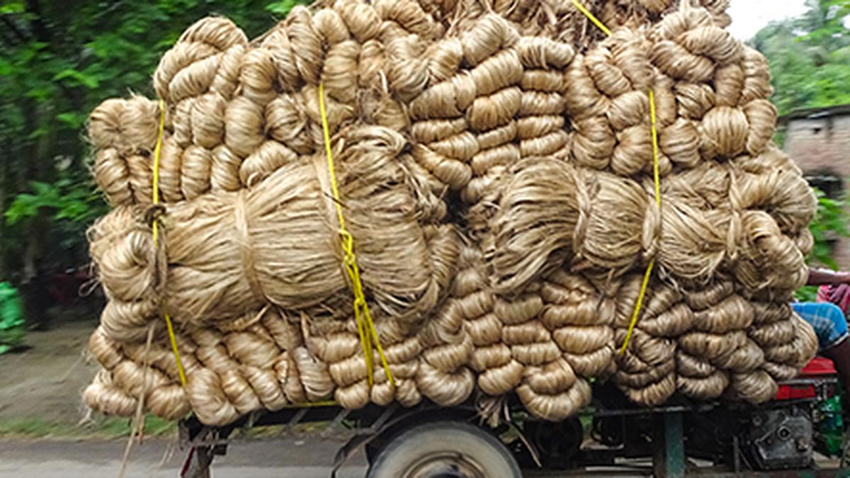 Cabinet raises raw jute MSP by 6% to ₹5,650/per quintal - The Hindu