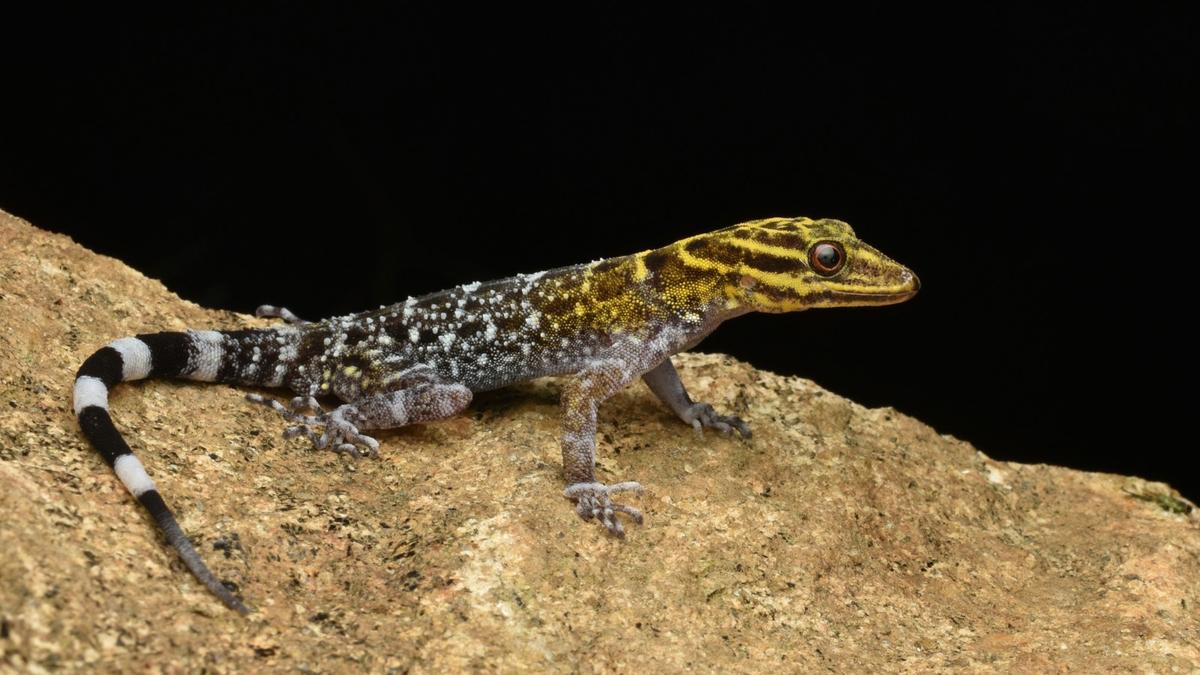 New species of gecko found in Western Ghats near Rajapalayam - The Hindu