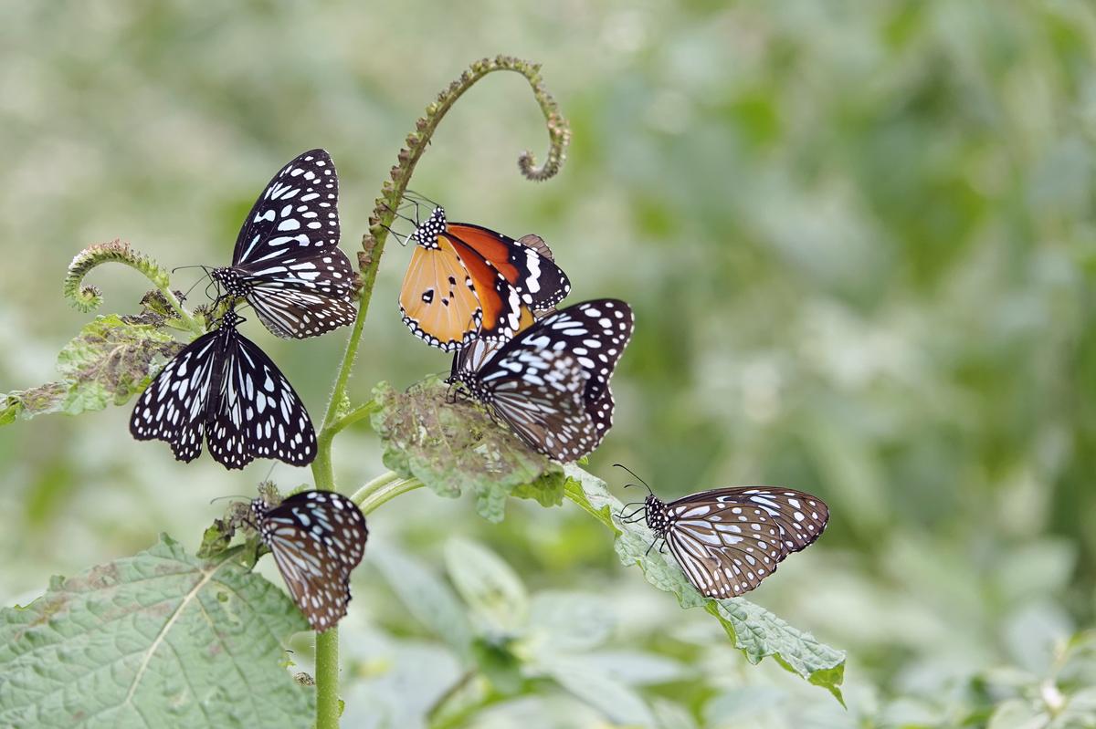 Butterfly migration this year takes flight over Garden City earlier ...