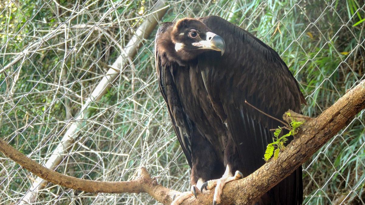 Tamil Nadu’s mission to save the critically endangered vultures - The Hindu