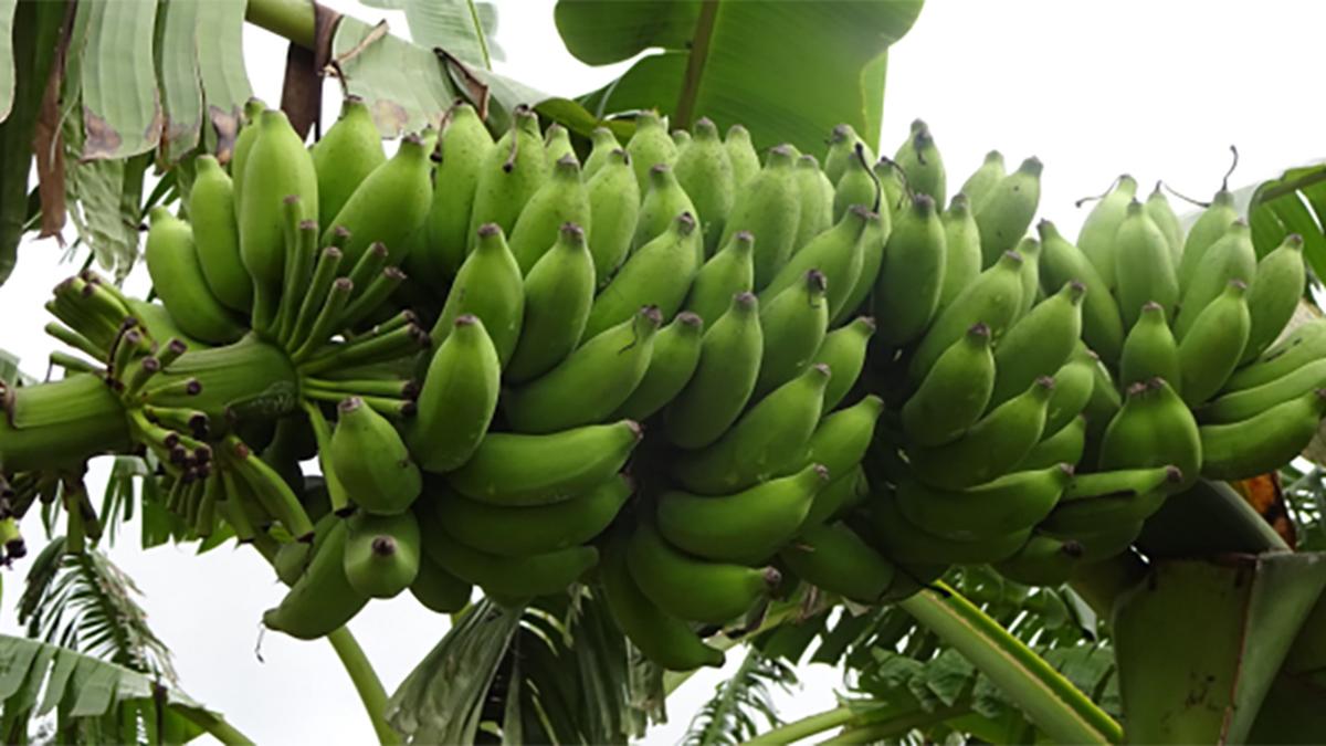 New technology to increase banana plant availability at low cost - The ...